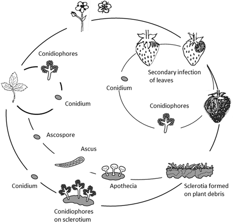 Epidemiology and Aerobiology of Botrytis spp. | SpringerLink