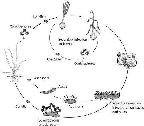 Epidemiology and Aerobiology of Botrytis spp. | SpringerLink