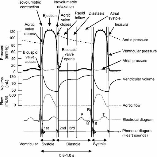 Cardiovascular System | SpringerLink
