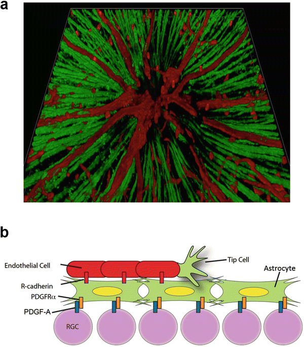 Retinal Vascular Development | SpringerLink