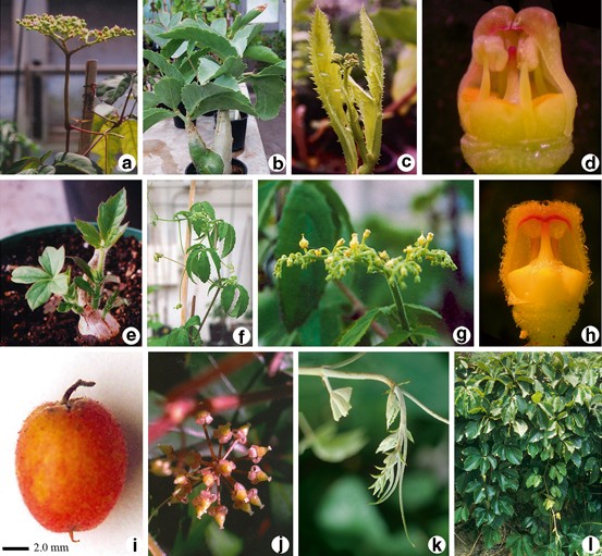 Vitaceae Systematics (Origin, Characteristics and Relationships ...