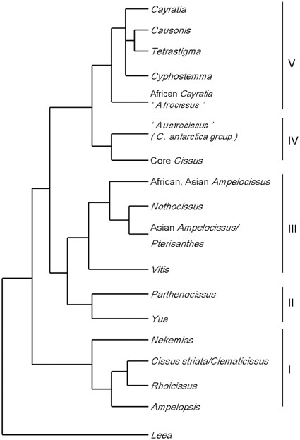 Vitaceae Systematics (Origin, Characteristics and Relationships ...