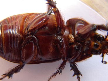 Dynastid Beetle Pests | SpringerLink