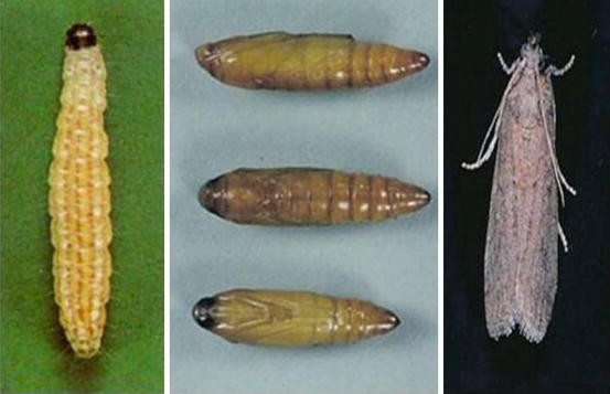 Carob Moth, Lesser Date Moth, and Raisin Moth | SpringerLink