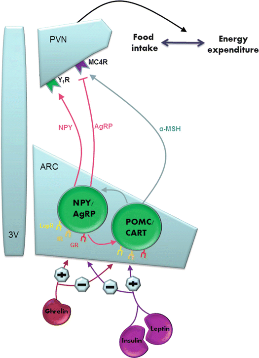 Epigenetic Programming of Hypothalamic Pomc Regulates Feeding and ...