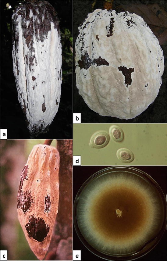 Frosty Pod Rot ( Moniliophthora roreri) | SpringerLink