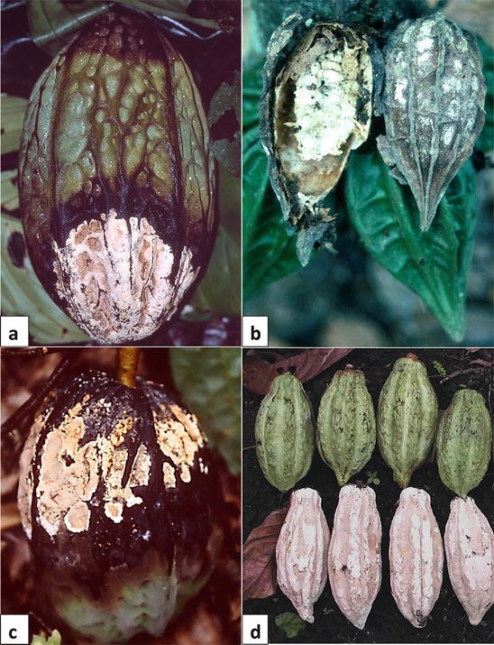 Frosty Pod Rot ( Moniliophthora roreri) | SpringerLink