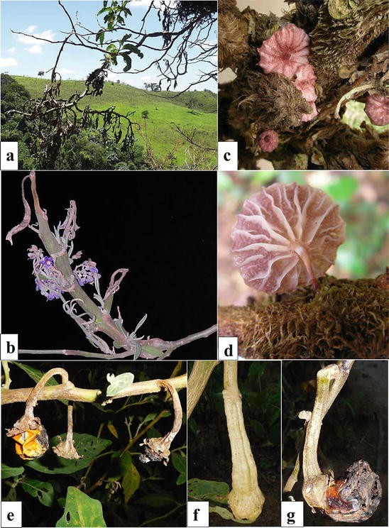Witches’ Broom Disease ( Moniliophthora perniciosa): History and ...