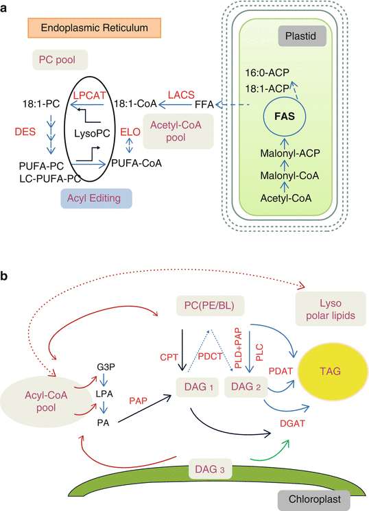Lipid Metabolism in Microalgae | SpringerLink