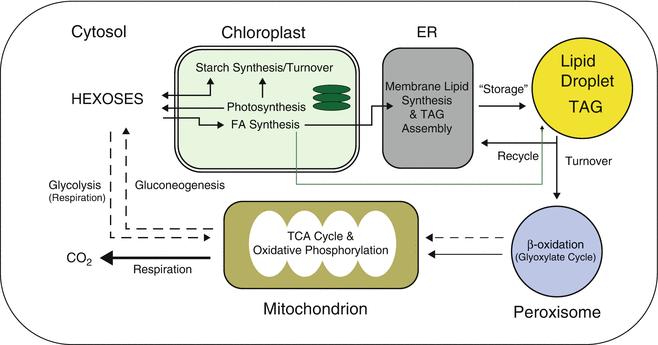 Lipid Metabolism in Microalgae | SpringerLink