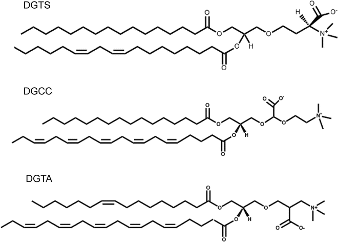 Lipid Metabolism in Microalgae | SpringerLink