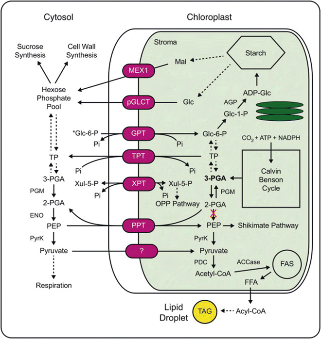 Lipid Metabolism in Microalgae | SpringerLink