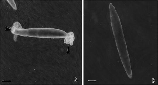 Exocellular Polysaccharides in Microalgae and Cyanobacteria: Chemical ...