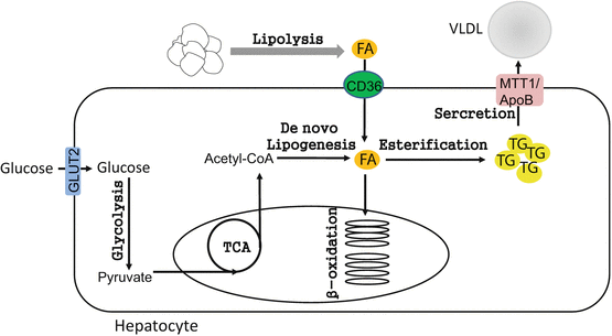 Transcriptional Regulation of De Novo Lipogenesis in Liver | SpringerLink