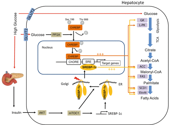 Transcriptional Regulation of De Novo Lipogenesis in Liver | SpringerLink