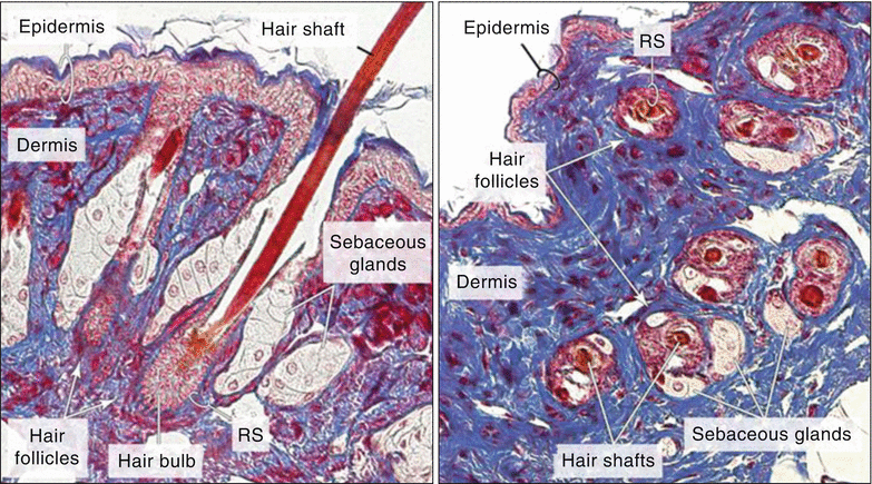 Dissection of the Rat ( Rattus norvegicus) | SpringerLink