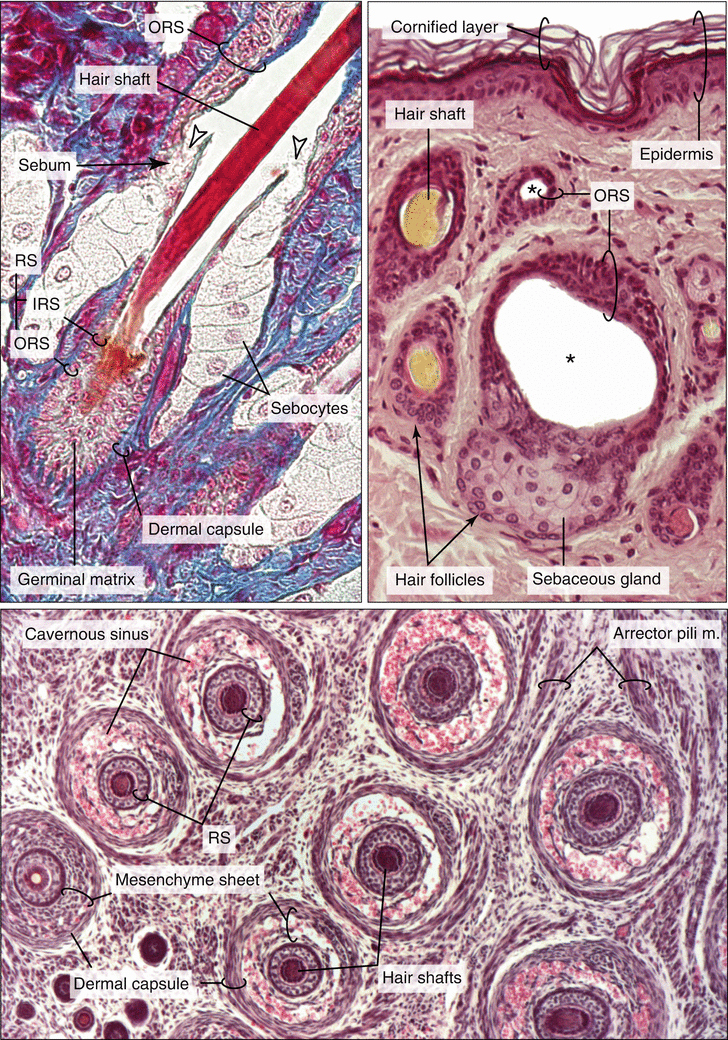 Dissection of the Rat ( Rattus norvegicus) | SpringerLink