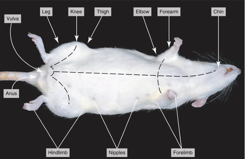 Dissection of the Rat ( Rattus norvegicus) | SpringerLink