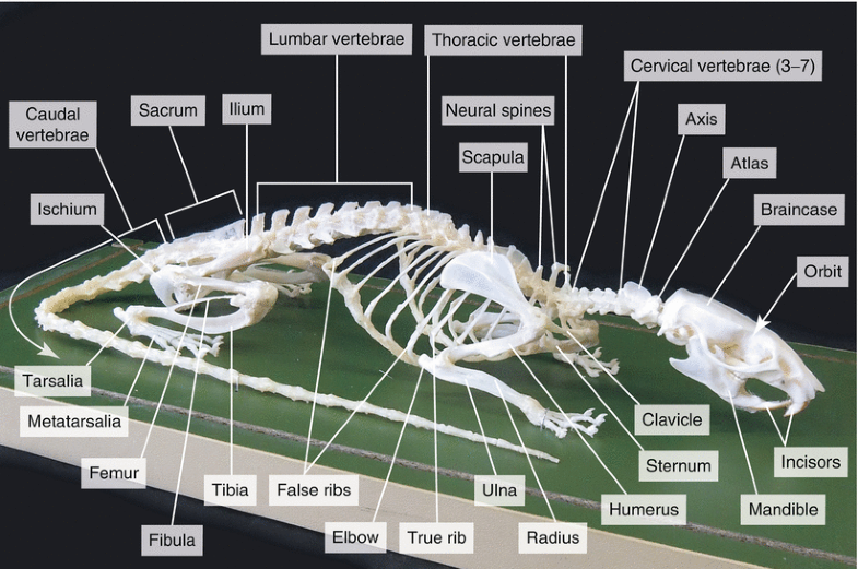 Dissection of the Rat ( Rattus norvegicus) | SpringerLink
