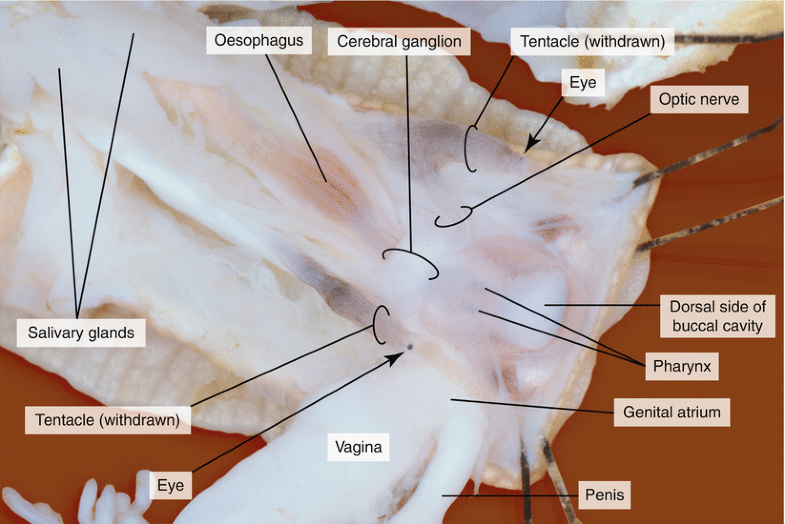 Dissection of a Snail ( Helix pomatia) | SpringerLink