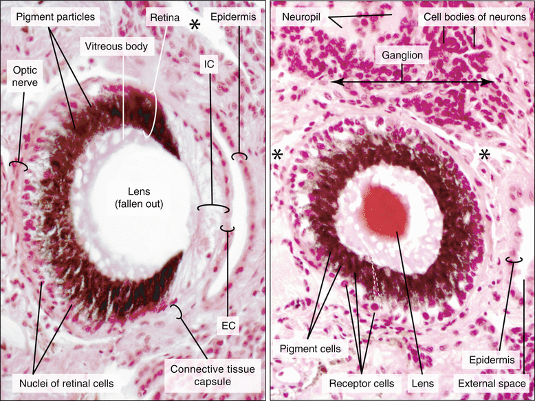 Dissection of a Snail ( Helix pomatia) | SpringerLink