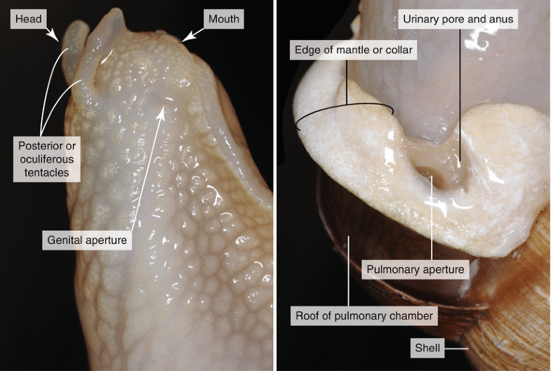 Dissection of a Snail ( Helix pomatia) | SpringerLink