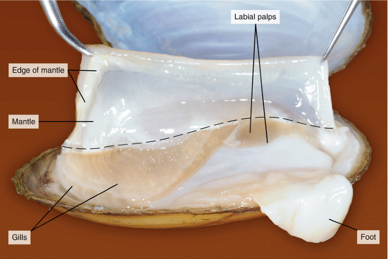 Dissection of a Freshwater Mussel ( Anodonta anatina) | SpringerLink