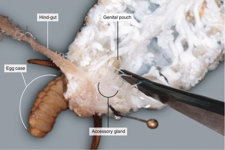 Dissection of a Cockroach ( Blaberus sp.) | SpringerLink