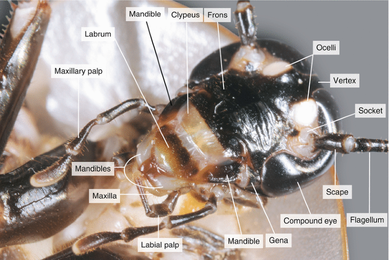 Dissection of a Cockroach ( Blaberus sp.) | SpringerLink