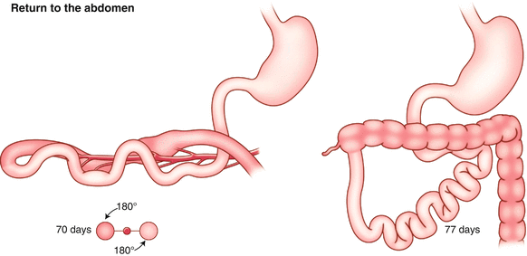 Anatomy and Embryology of the Colon, Rectum, and Anus | SpringerLink