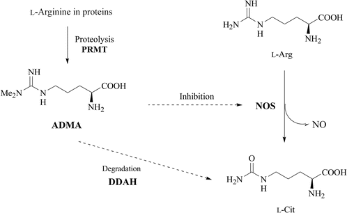 Amidine-Based Compounds Affecting l-Arginine Metabo lism | SpringerLink
