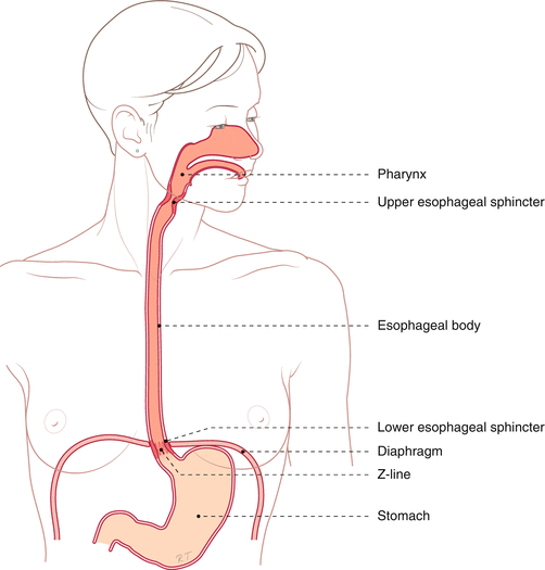 The Esophagus | SpringerLink