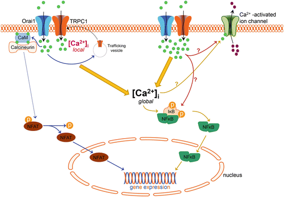 Role of TRPC Channels in Store-Operated Calcium Entry | SpringerLink