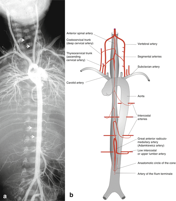 Arterial Blood Supply | SpringerLink