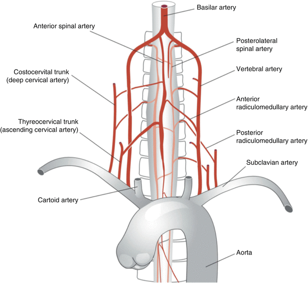 Arterial Blood Supply | SpringerLink