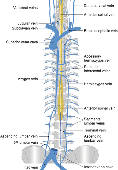 Venous Drainage | SpringerLink