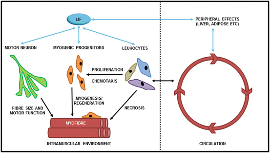 The Role of Leukemia Inhibitory Factor Receptor Signaling in Skeletal ...