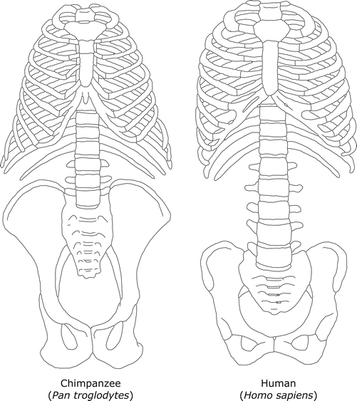 Evolution of the Vertebral Column | SpringerLink