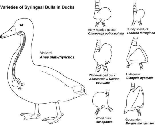 Vertebrate Bioacoustics: Prospects and Open Problems | SpringerLink
