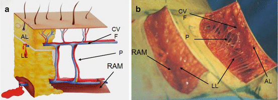 Anatomy of the Abdominal Panniculus | SpringerLink