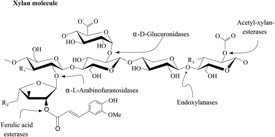 Applications and Benefits of Thermophilic Microorganisms and Their ...