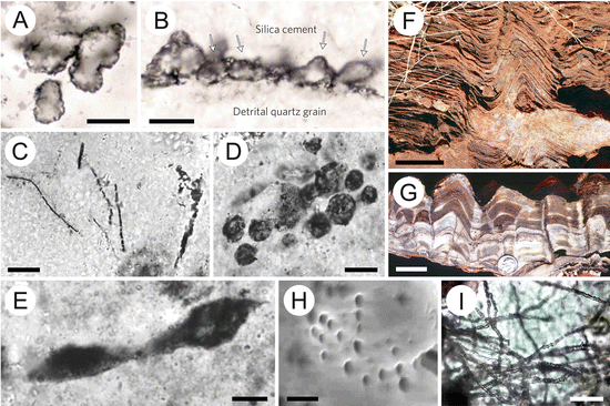 Microbes and the Fossil Record: Selected Topics in Paleomicrobiology ...