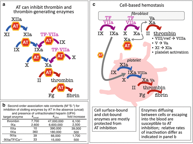 Thrombin-Antithrombin System | SpringerLink