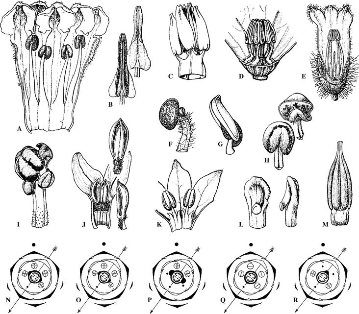 Solanaceae | SpringerLink