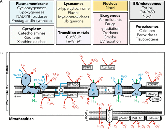 Integrated High-Content Quantification of Intracellular ROS Levels and ...
