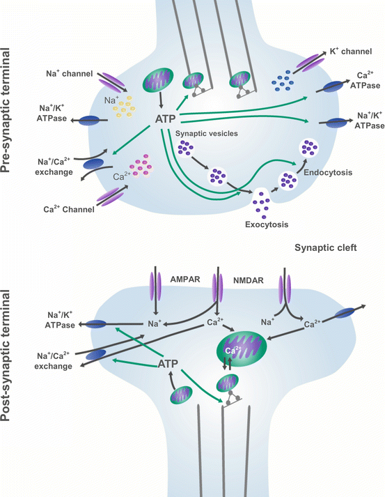 Mitochondria, the Synapse, and Neurodegeneration | SpringerLink