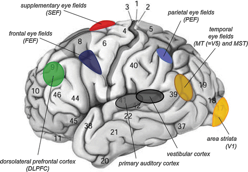 Supranuclear Regulation of the Eye Movements and the Significance of ...