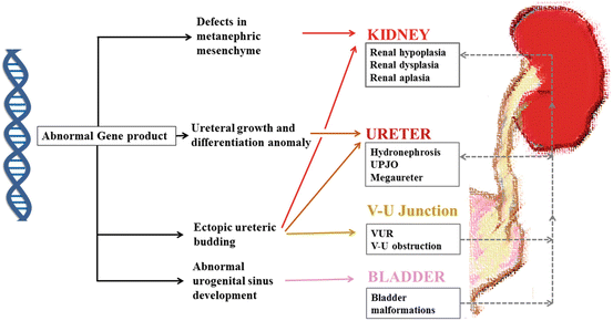 Genetics of Congenital Anomalies of the Kidneys and Urinary Tract ...