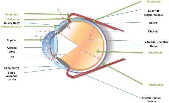 Intraocular Drug Delivery Technologies: Advancing Treatment of ...