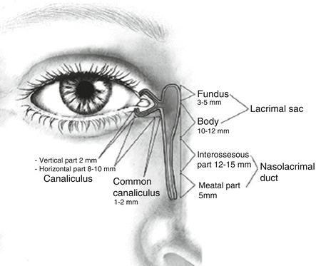 Overview of the Ophthalmic System | SpringerLink